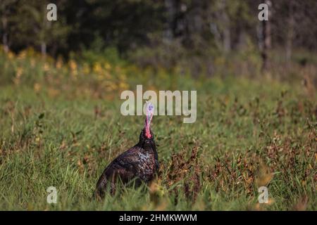 Tom turkey looking up as a plane passes over Stock Photo - Alamy
