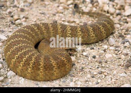 Common Death Adder basking on rock Stock Photo - Alamy