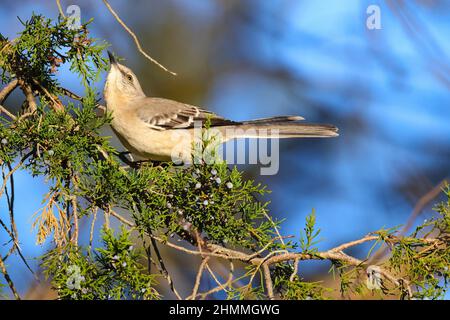 A closeup of a tiny gray mockingbird sitting on a tree branch Stock ...