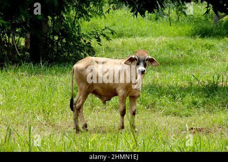 side view of zebu breed cow in the stable Stock Photo - Alamy