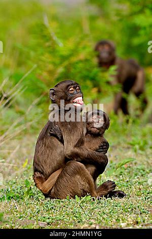 Two Geladas (Theropithecus gelada), young animals play, captive Stock ...