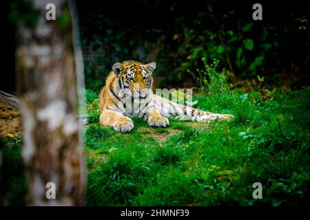 Tiger laying down on green grass Stock Photo - Alamy