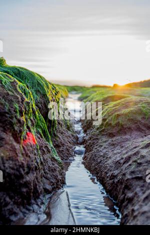 rock pool with seaweeds, Devon UK (Atlantic Stock Photo - Alamy