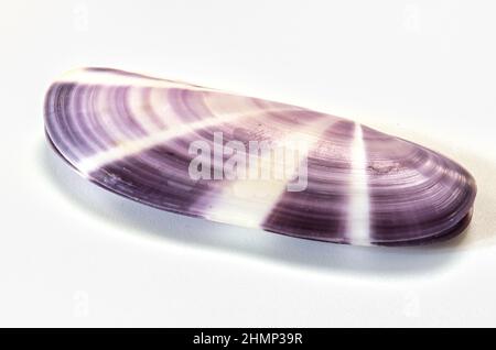 close-up of the shell siliqua radiata (Linnaeus, 1758).Class: Bivalvia ...