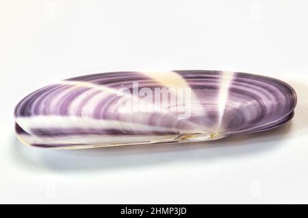close-up of the shell siliqua radiata (Linnaeus, 1758).Class: Bivalvia ...