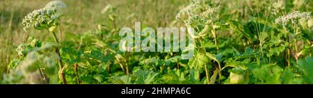 Many poisonous plants Giant Hogweed in the field. Known as Heracleum or ...