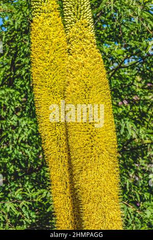 Two Tall Yellow Thread Agaves Blooming Agave Filifera Desert Botanical ...