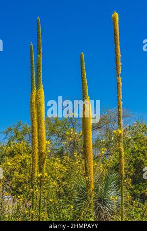 Two Tall Yellow Thread Agave Blooming Agave Filifera Desert Botanical ...