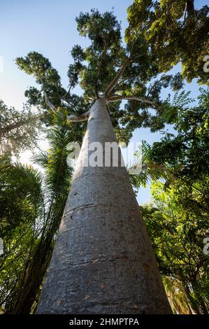Looking up at the branches of a Dammar pine tree, also known as the ...