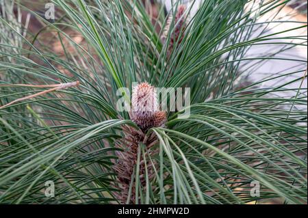 Canarian endemic pine tree with lang needles and young cones growing on ...