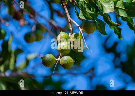 Hard green Australian macadamia nuts hanging on branches on big tree on plantation Stock Photo ...