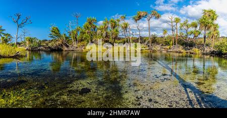 Brackish Pool and Halla Trees Surrounded By Lava Field Near Pohue Bay ...