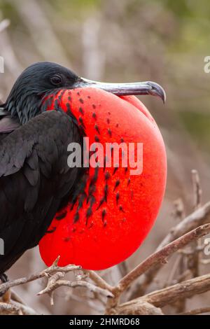 Flying black frigatebird with trees in the background Stock Photo - Alamy
