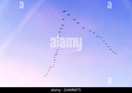 Geese flying overhead Stock Photo - Alamy