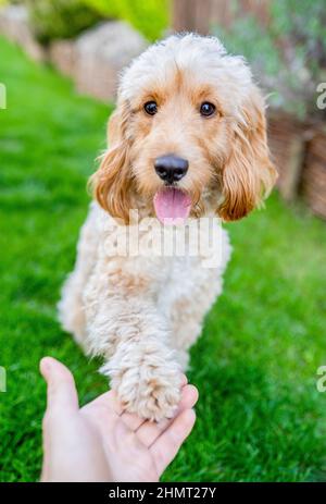 Cute cockapoo dog training obedience in the garden, giving paw Stock ...