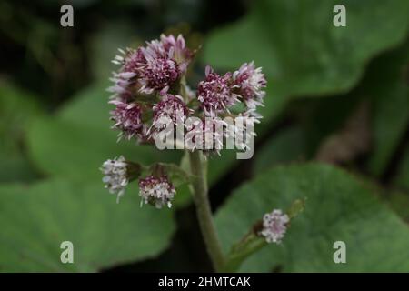 Winter heliotrope (Petasites fragrans : Asteraceae) naturalized on a ...