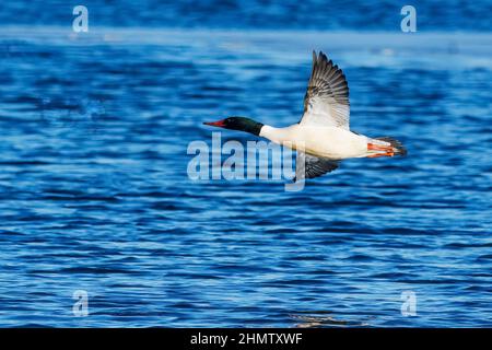 Common Mergansers - flying Stock Photo - Alamy