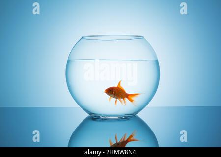 goldfish open mouth in a fishbowl Stock Photo - Alamy