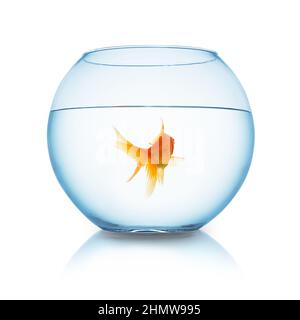goldfish from behind in a fishbowl Stock Photo - Alamy