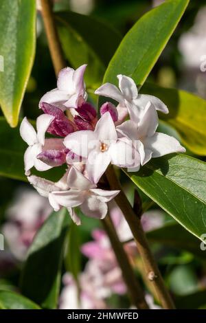 Daphne Spring Beauty, Daphne bholua Spring Beauty, evergreen to semi ...