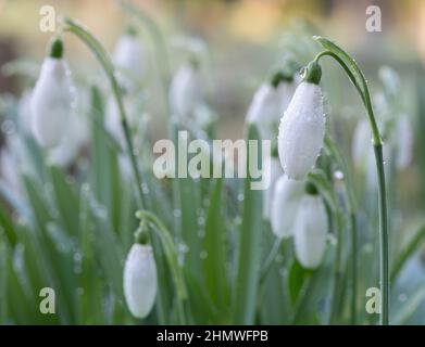 snowdrops in southampton old cemetery Stock Photo - Alamy