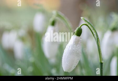 snowdrops in southampton old cemetery Stock Photo - Alamy