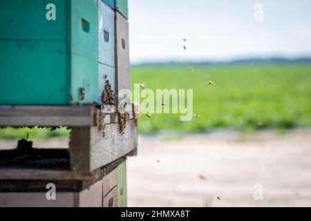 Honey bees crawling on the outside of the hive Stock Photo - Alamy