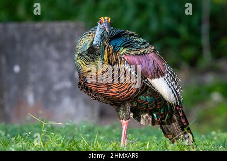 Ocellated Turkey in the jungle Tikal Guatemala Stock Photo - Alamy