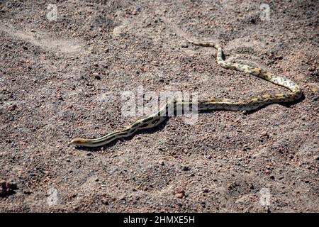 mexican pine snake at Pacaya Volcano (Pituophis lineaticollis ...