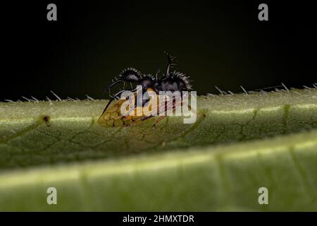 Adult Ant-mimicking Treehopper of the species Cyphonia clavigera Stock ...