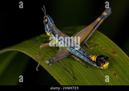 Green Monkey Grasshopper of the species Temnomastax hamus Stock Photo ...