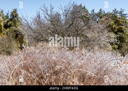 Beautiful silver ice glazed tree after snowstorm rain winter day Stock ...