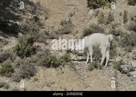 Llama - Lama (Lama glama) grazing bushes at the foot of Mont Ventoux ...