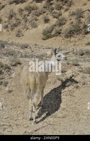 Llama - Lama (Lama glama) grazing bushes at the foot of Mont Ventoux ...