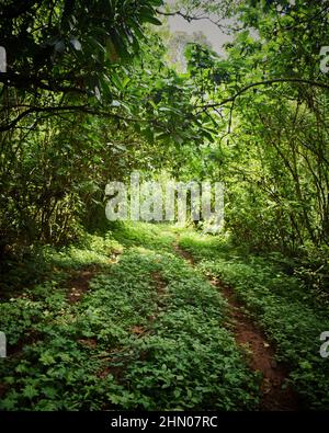 Mau Forest in the Rift Valley of Kenya Stock Photo - Alamy