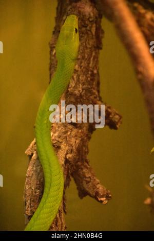 Poisonous green mamba snake slithering on a tree Stock Photo - Alamy