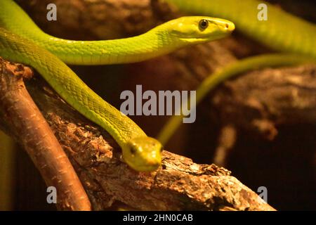 Two green mamba snakes coiled together in a tree Stock Photo - Alamy