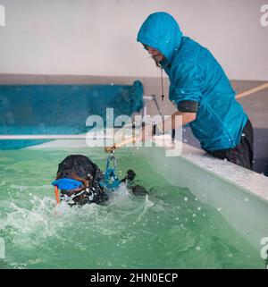 young rottweiler swimming in a swimming pool in front of white ...