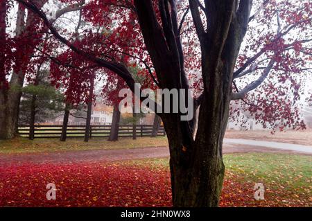 apanese maple tree on the farm homestead in White Hall, Maryland Stock ...