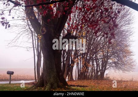 apanese maple tree on the farm homestead in White Hall, Maryland Stock ...