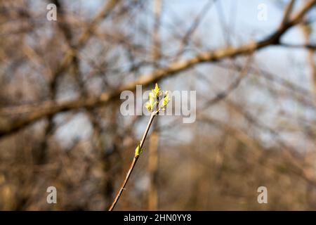 Spring: new leaves emerge from tree buds Stock Photo - Alamy