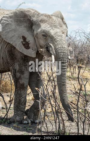Elephants eating fresh shoots in area burnt by bush fire Stock Photo ...