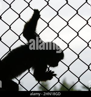 A high contrast silhouette of a monkey on a tree branch in Costa Rica ...
