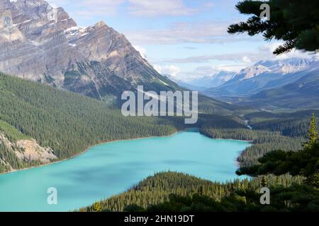 mountains and trees surround the distinctive green peyto lake Alberta ...