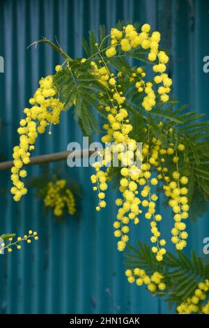 Mimosa blossoms in italy in February. Twig of yellow mimosa flowers on ...