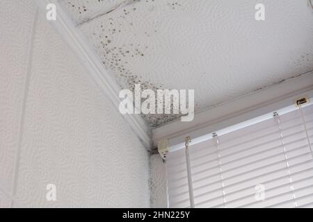 Poor quality windows. Due to poor ventilation, poor-quality ...