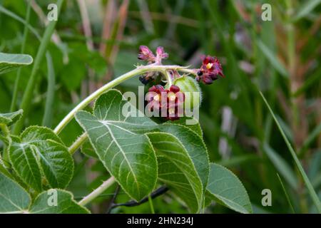 Bellyache Bush (Jatropha gossypiifolia Stock Photo - Alamy