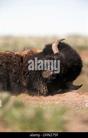 Bison bull taking a dust bath in wallow at the National Bison Range in ...