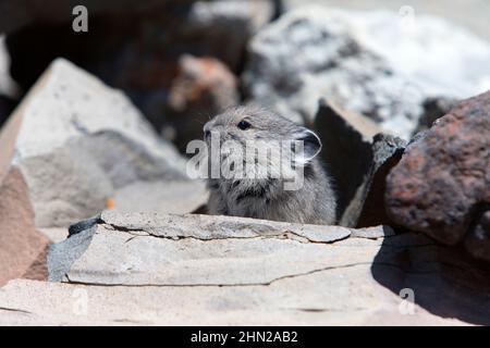 American Pika (Ochotona princeps) young animal, Mount Washburn ...
