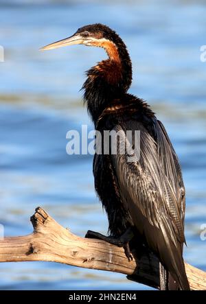 African Darter, South Africa Stock Photo - Alamy